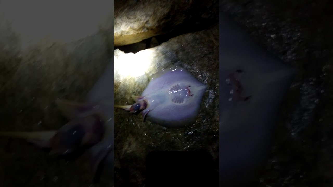 Baby fish are born - YouTube