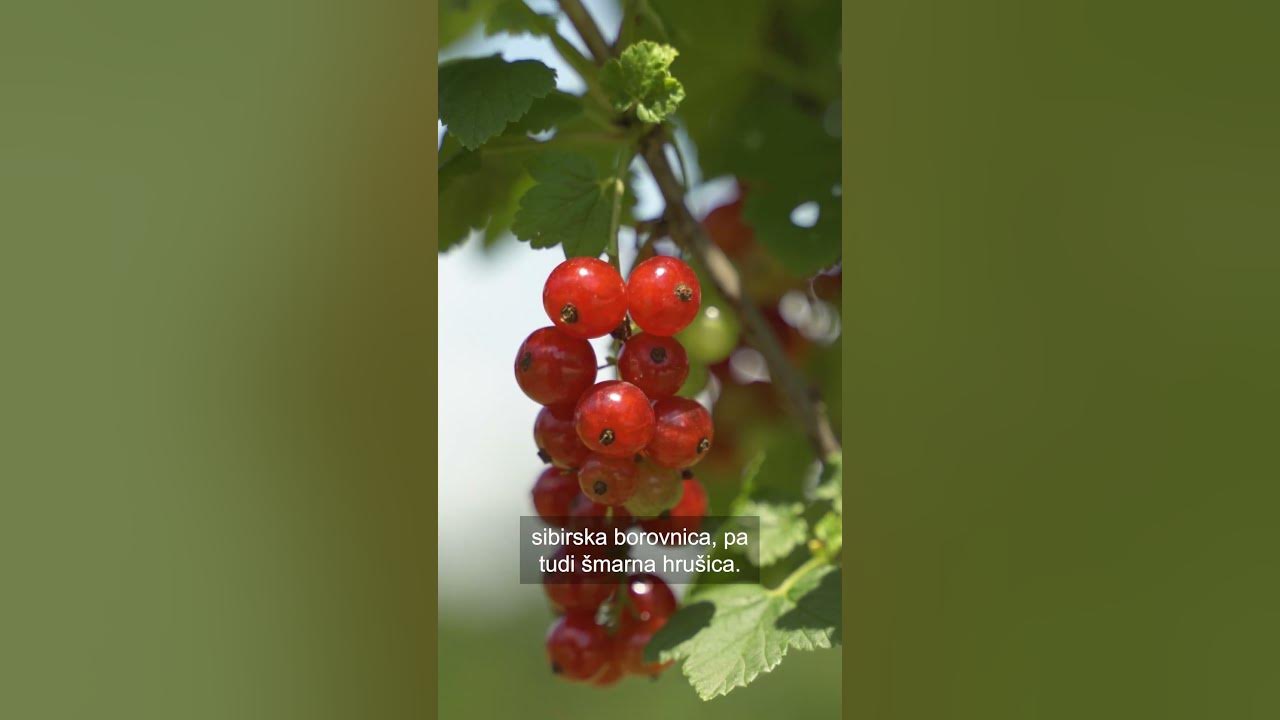 Sadovnjak Vrta Obilja. 🍎#sadovnjak #Vrtobilja #jablana #hruška #kaki # ...