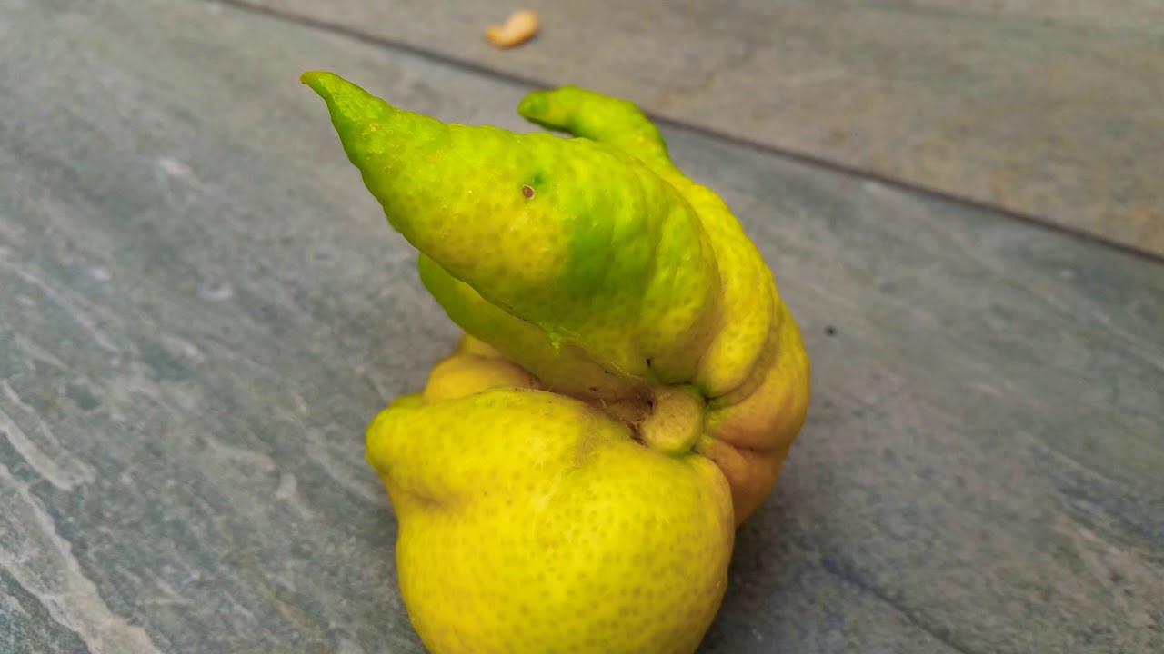 Strange lemon - YouTube
