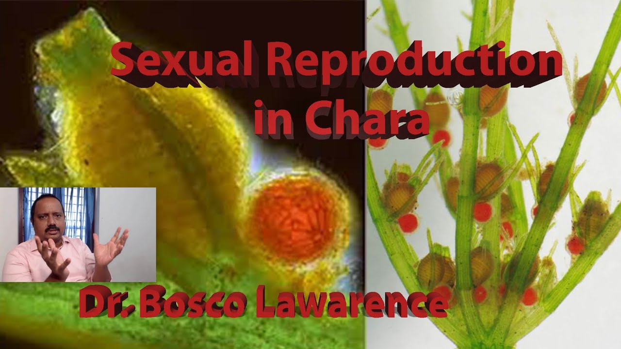 Sexual Reproduction in Chara - YouTube