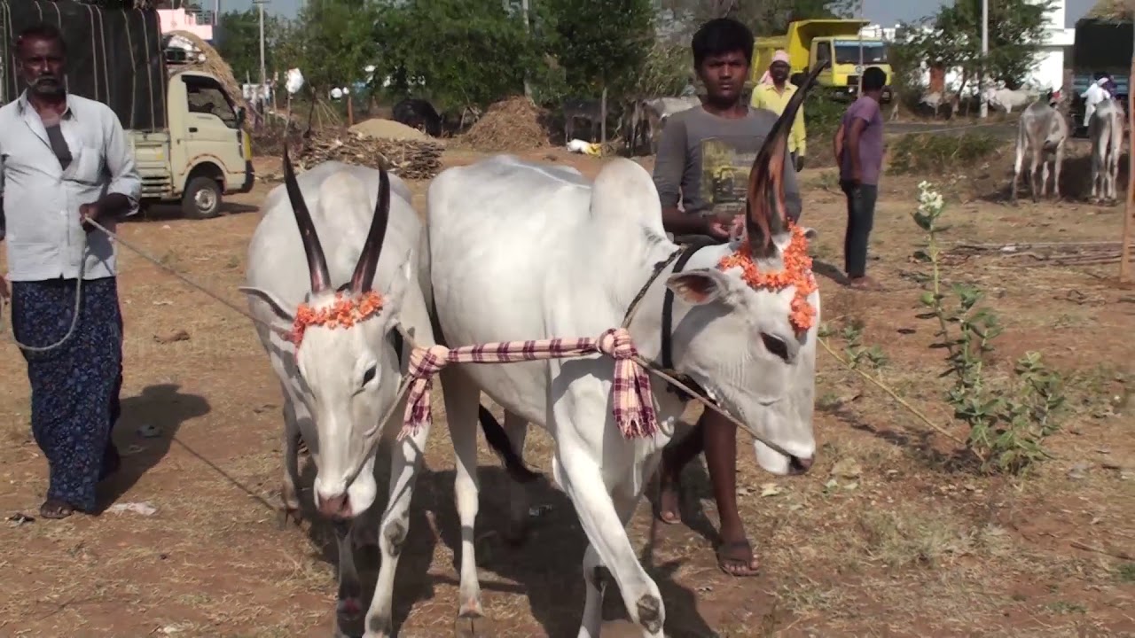 Beautiful pair of cows at cattle fair - YouTube