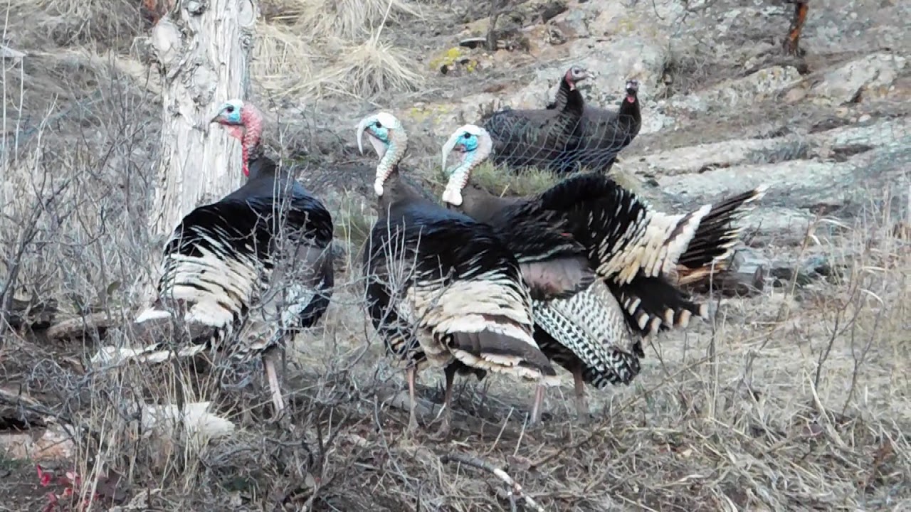 Wild Turkeys Fighting, Tom Turkey Battle - YouTube