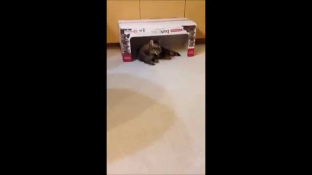 Pawless Cat Scooter Plays Goalie - YouTube