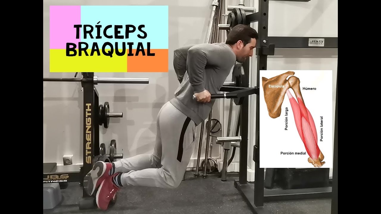 Tríceps Braquial : Funciones, descripción, ejercicios y consejos. - YouTube