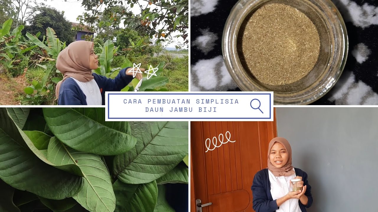 CARA PEMBUATAN SIMPLISIA DAUN JAMBU BIJI - YouTube