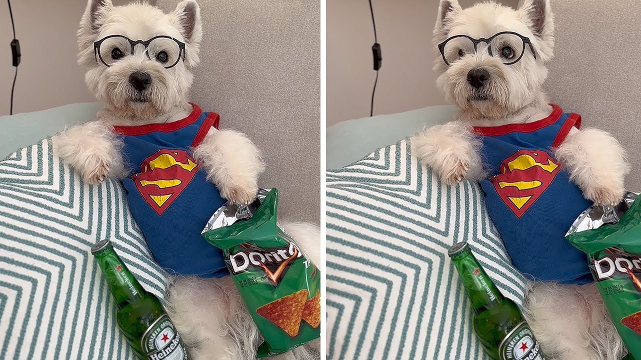 Funny dog offended by doctor's comments #shorts - YouTube