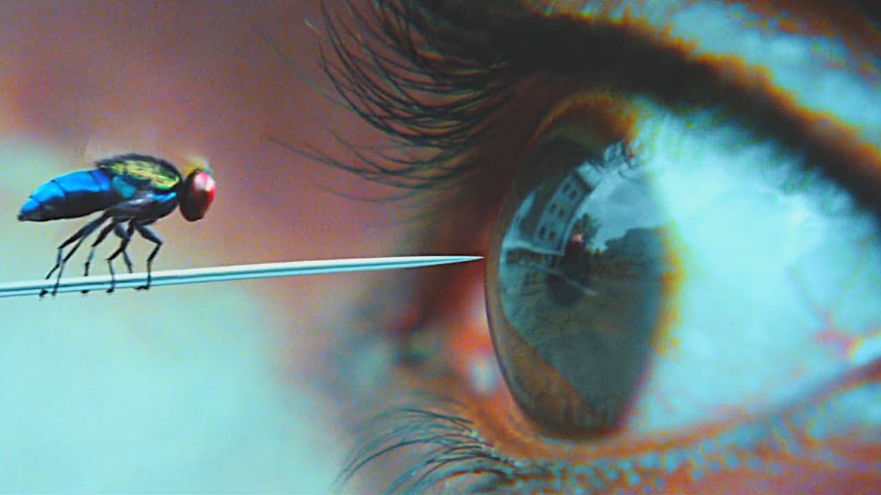 Man Reborn as Fly After Being K1lled Seeks Justice - YouTube