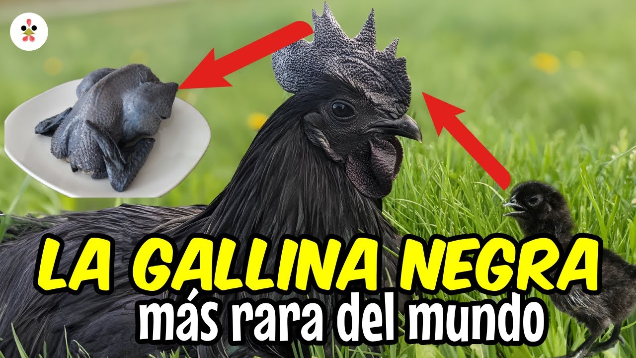 Todas Las Razas De Pollos Negros Pollo Características Región De