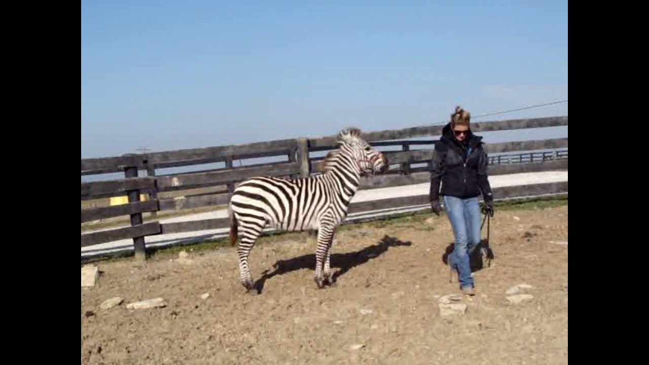 www.handrhorses.com 2 year old intact male zebra, been handled, easy to ...