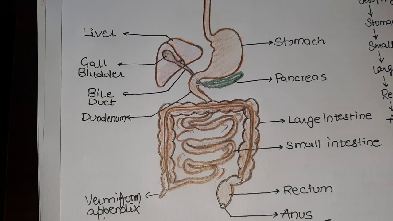 Life Processes_Nutrition_Functions of Digestive Glands - YouTube