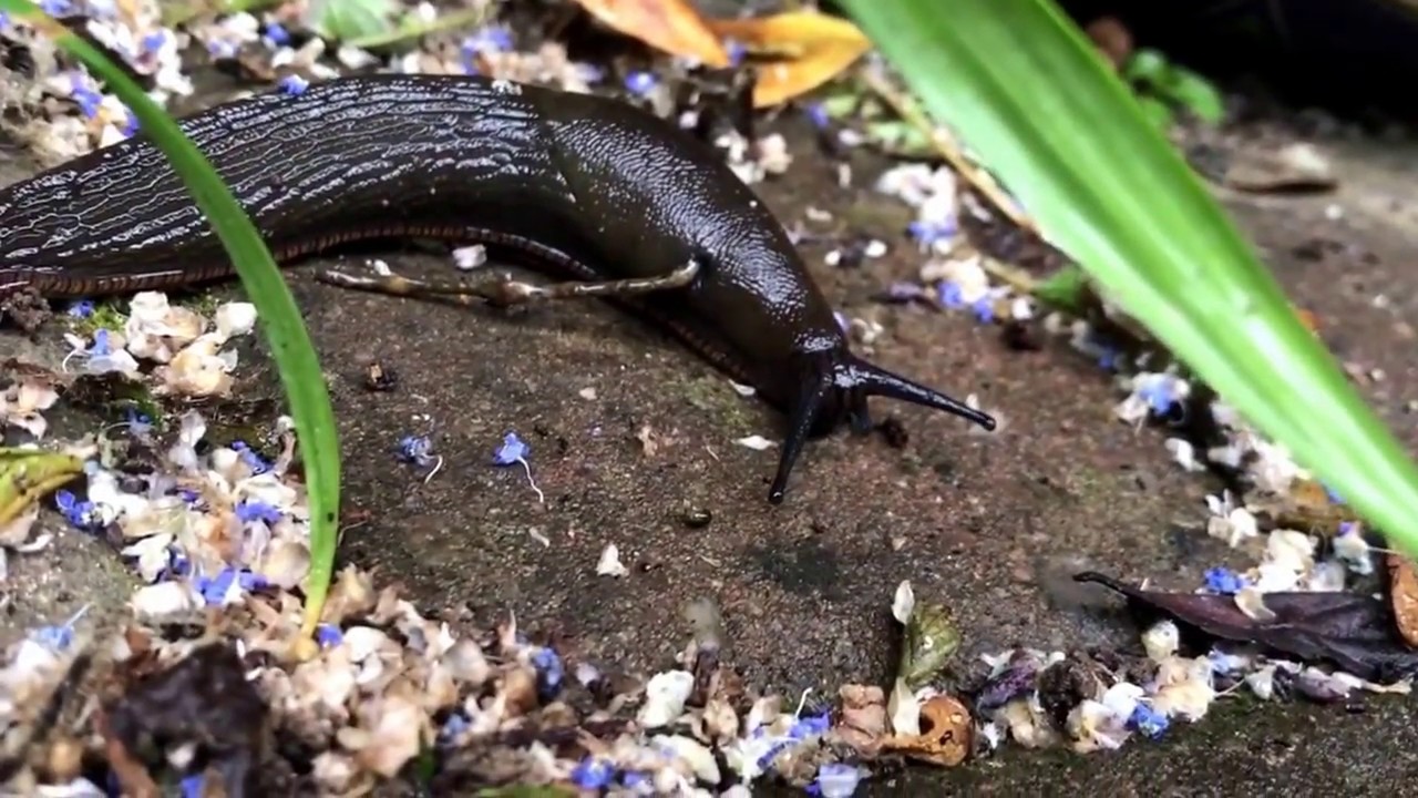 Slugs have bum holes. And they are behinds their heads ewww - YouTube