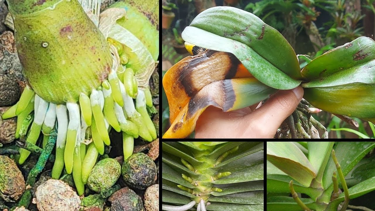 Revealing how to restore yellow orchid leaves! Roots grow quickly - YouTube