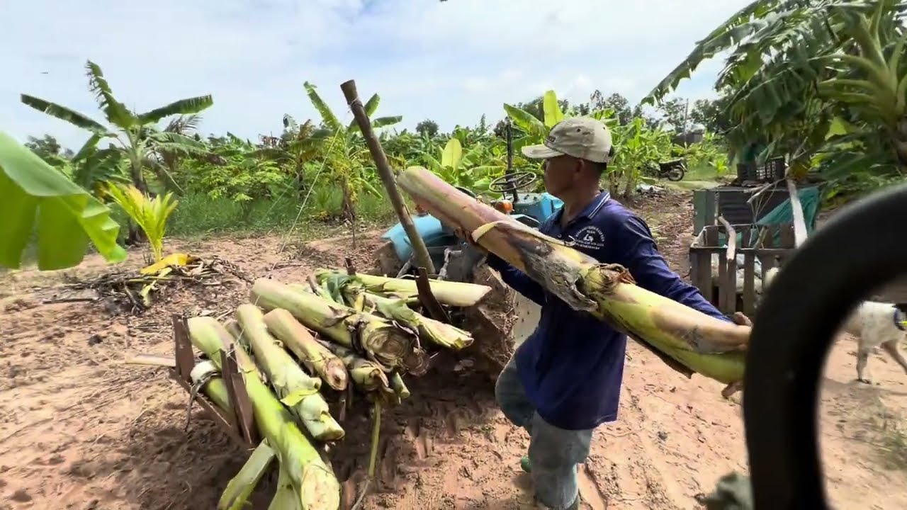 Making rafts from banana tree trunks "Cutting grass for fish to eat ...