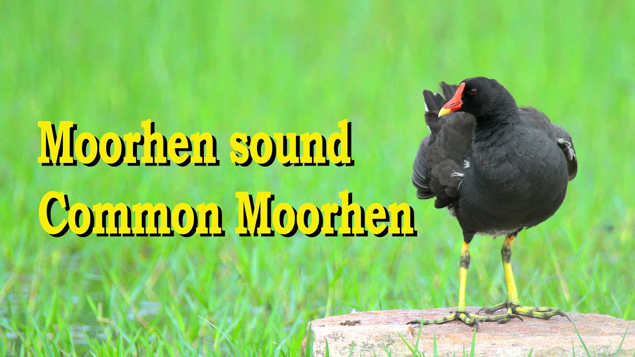 Moorhen sound | Common Moorhen - YouTube