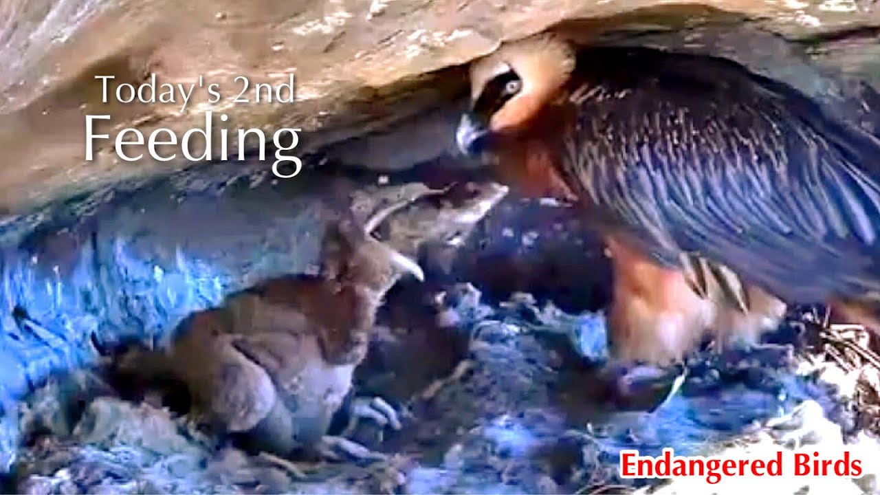 #153🦅🐥40°Bearded Vulture Nest 2025／Nestflix Live Stream⚠️Endangered ...