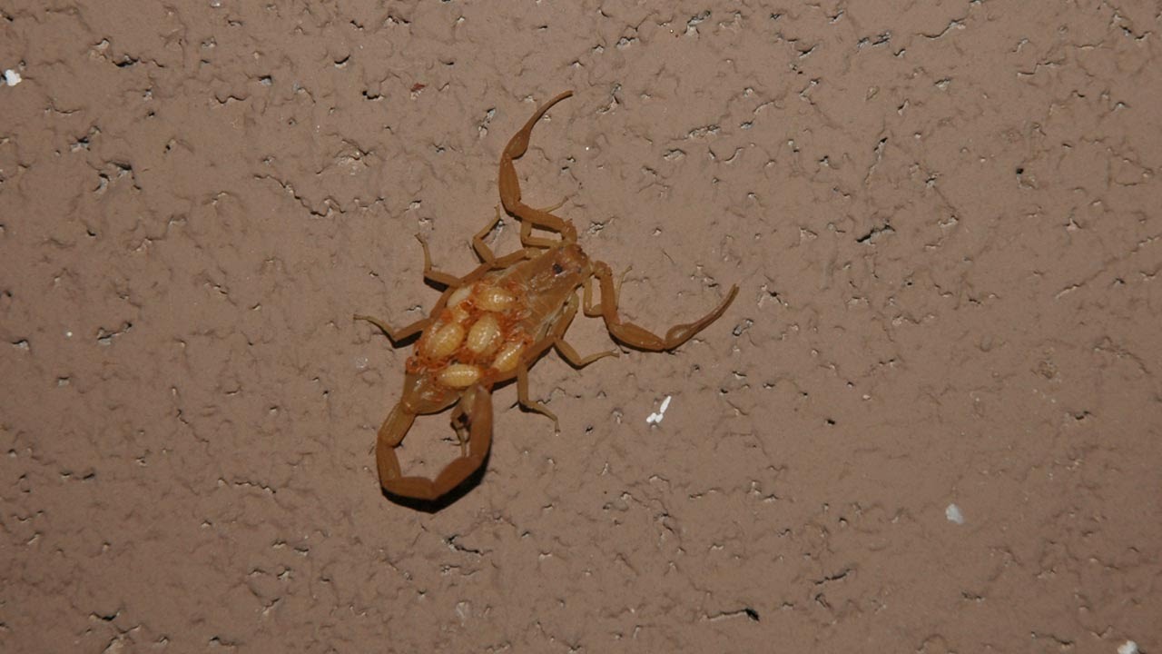 Backyard Scorpions - YouTube