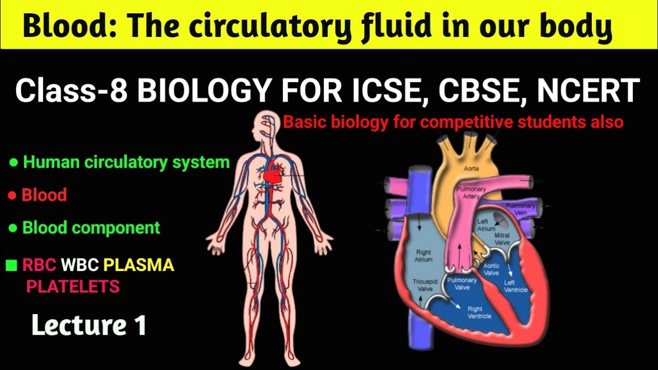 Blood: The circulatory fluid of our body, Human circulatory system Class-8 biology Basic to ...