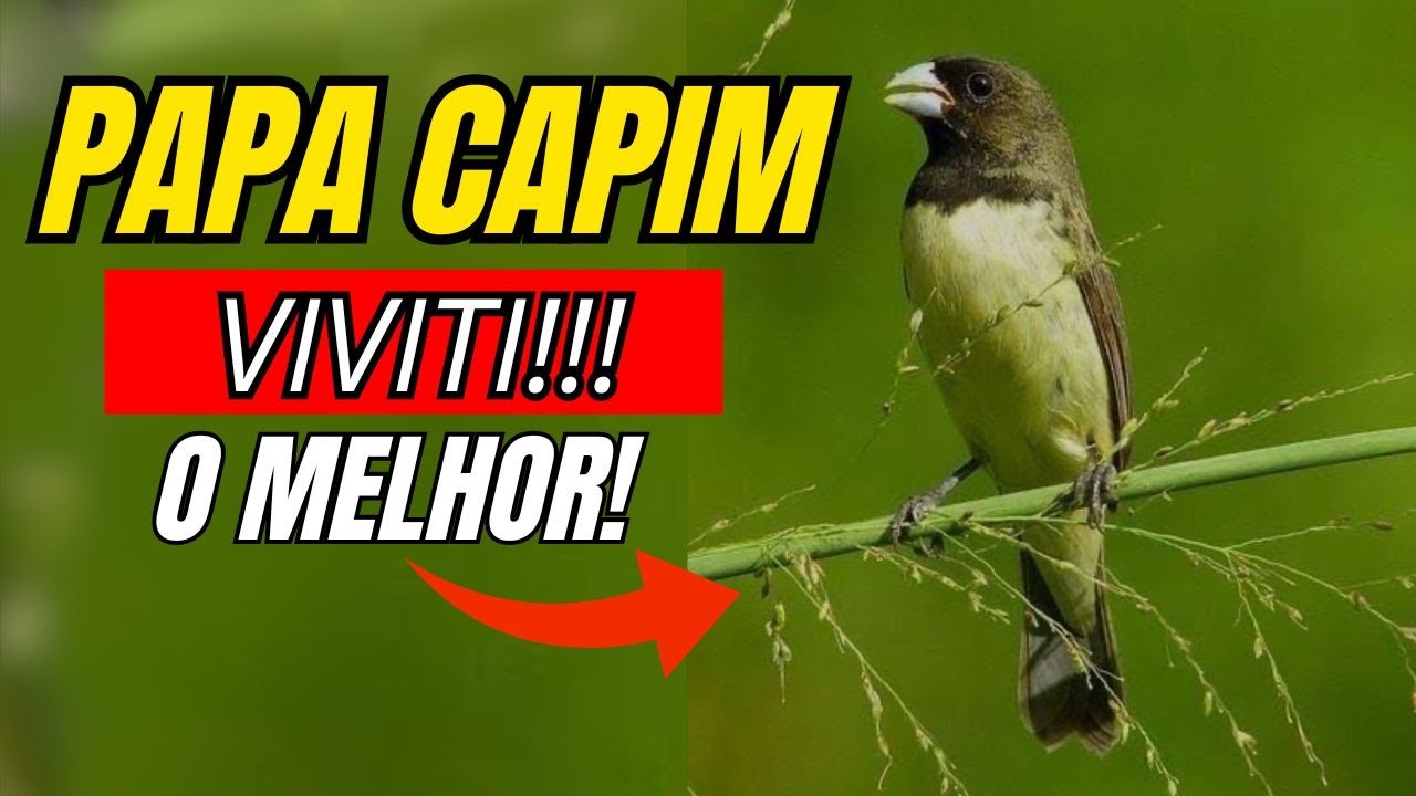 PAPA CAPIM CANTO VIVITI ÓTIMA QUALIDADE SEM INTERVALO - # ...