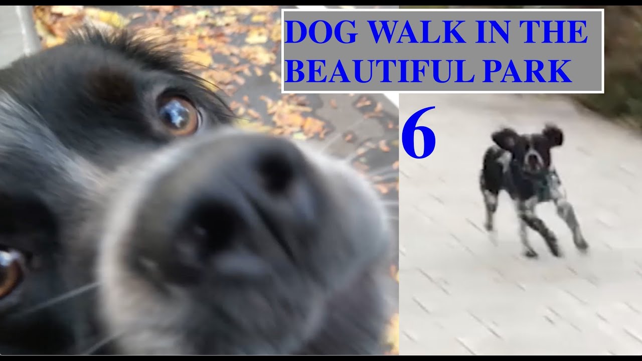 DOG WALK in the beautiful park 6 - YouTube