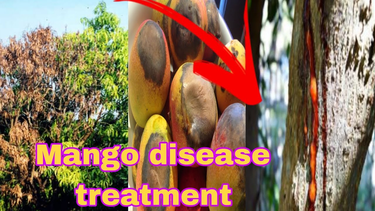 Afew people don't know this tricks to treat dead Mango disease ! Unique ...