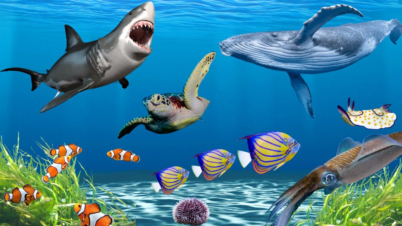Animais Marinhos: Descubra os Nomes dos Animais ao Som Relaxante dos ...