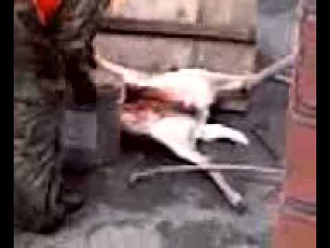 deer getting gutted out - YouTube