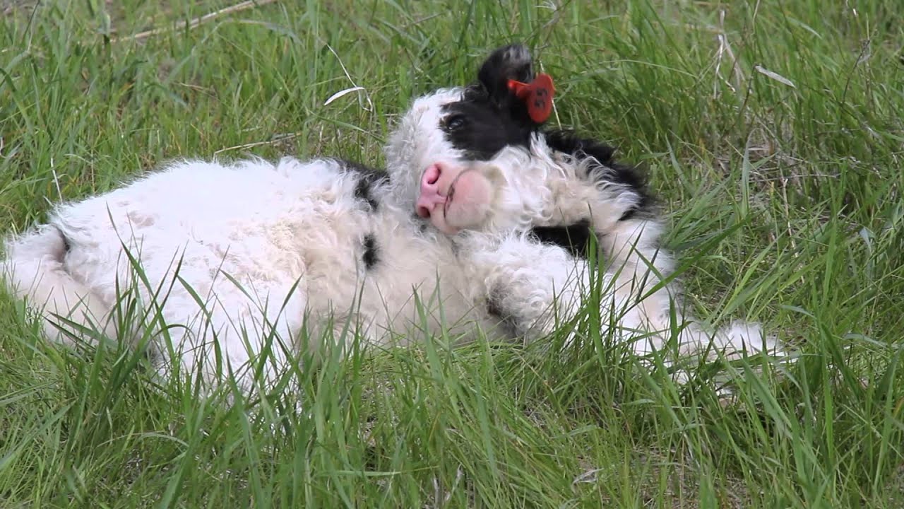 Sleepy Yak Calf - YouTube