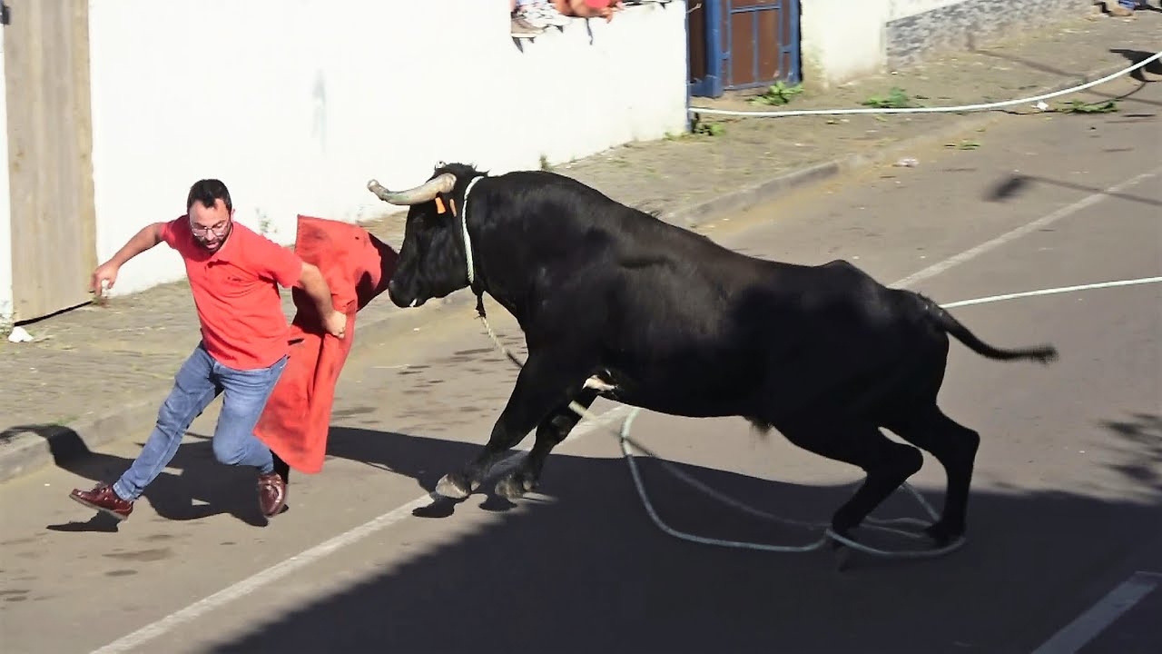 Touros HF (368,356,351,383) - Tourada 5 Ribeiras - Ilha Terceira ...