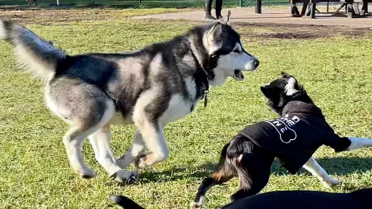 Can Giant Malamute be Trusted at the Dog Park - YouTube