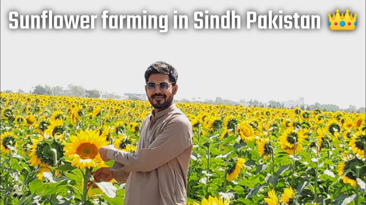 Sunflower farming in sindh pakistan || Ahmed Brohi Vlogs ...