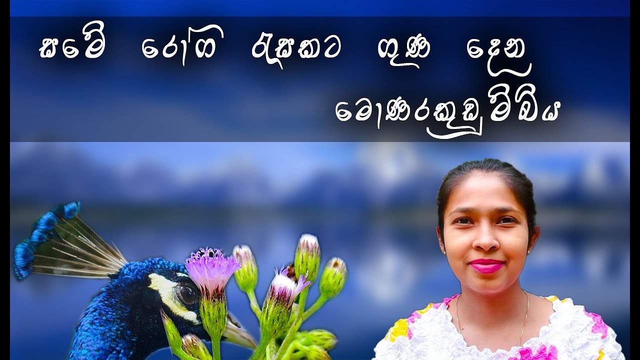 Monarakudumbiya ( මොනරකුඩුම්බිය ) - YouTube