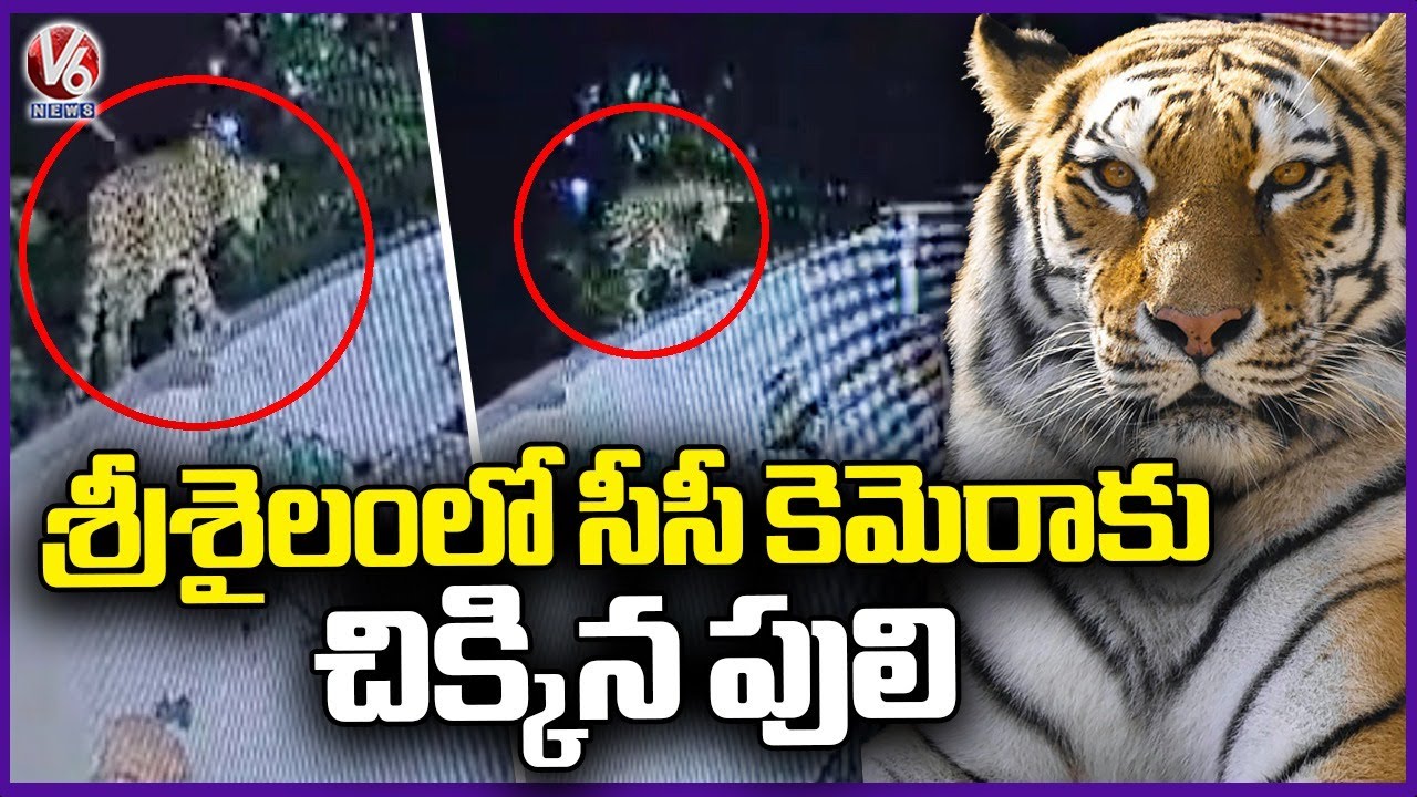 Tiger Caught on CCTV camera in Srisailam | V6 News - YouTube