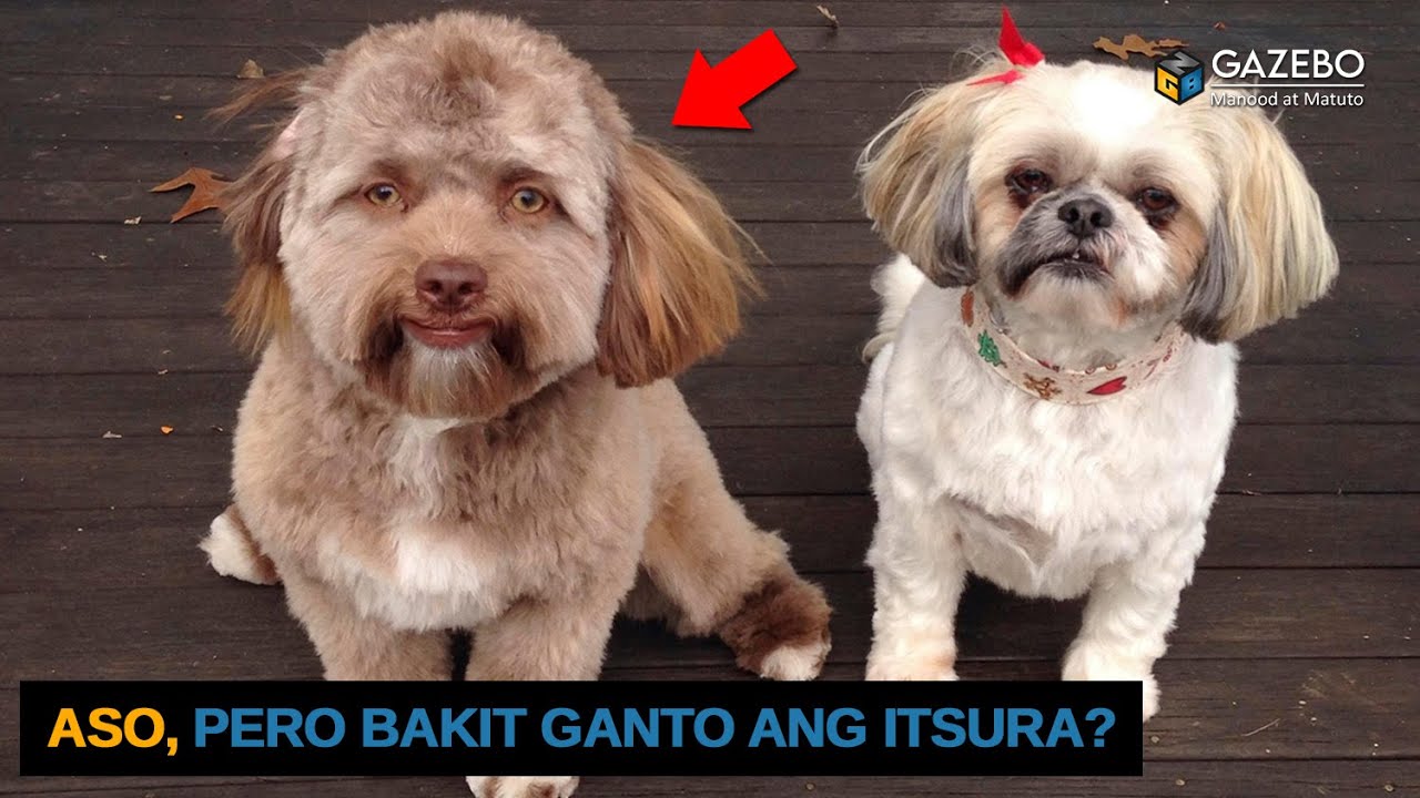 Ang Aso na Pinagusapan sa Internet dahil sa Kakaibang Itsura Nito - YouTube