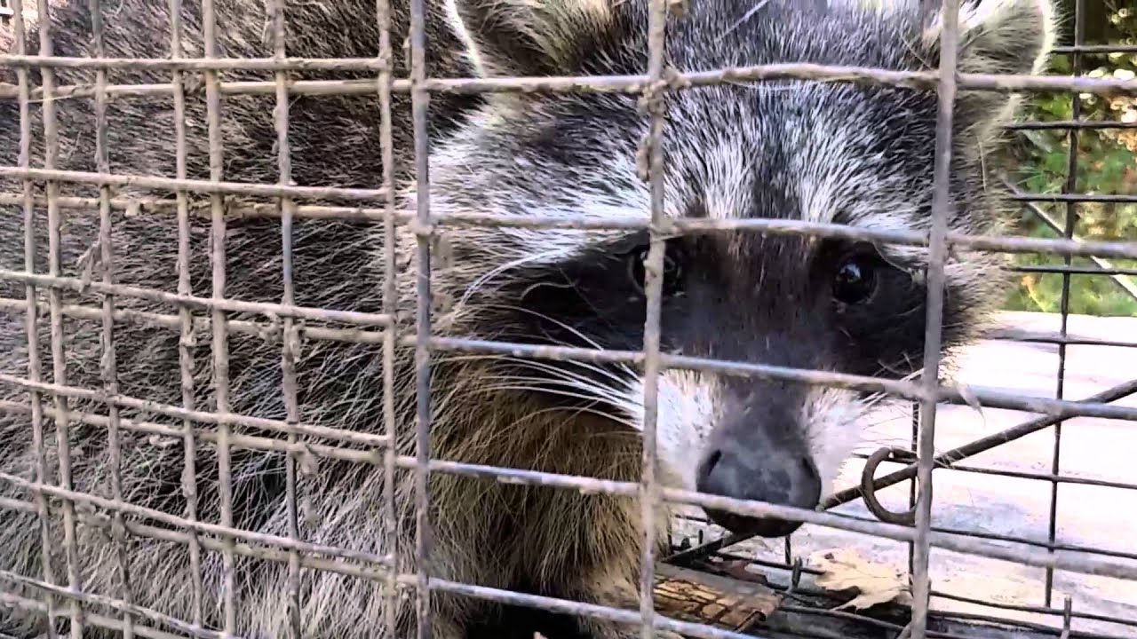Raccoon Rabies Vaccine Study - YouTube