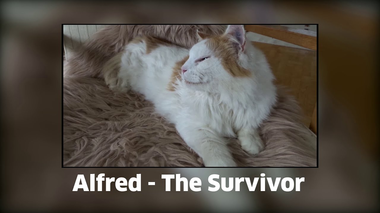 ALFRED - The Survivor. A short documentary. - YouTube