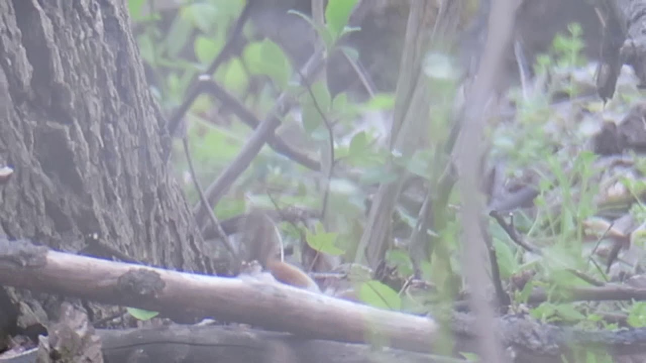 Pennsylvania Long-tailed Weasel Kills Chipmunk and Carries It Away ...