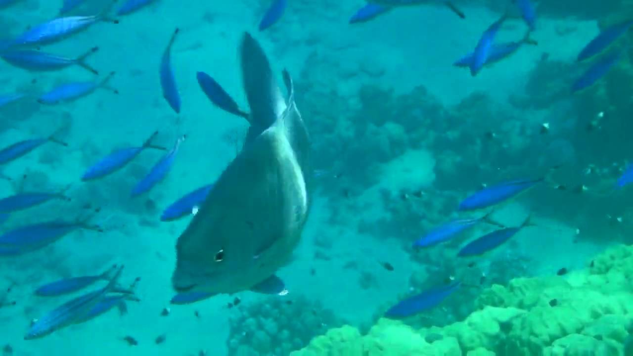 Sanyo CA9 Baron Palms Jetty Egypt 7th May 2010 - YouTube