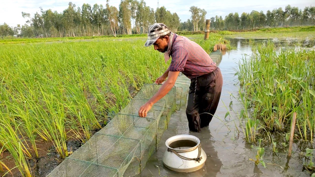 Wow! Lot Of Fish Catching - Professional Fish Hunter Catching Fish With ...