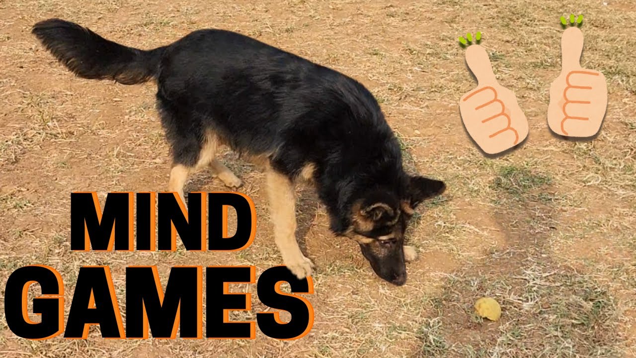 7 Mind Games for German Shepherds - YouTube
