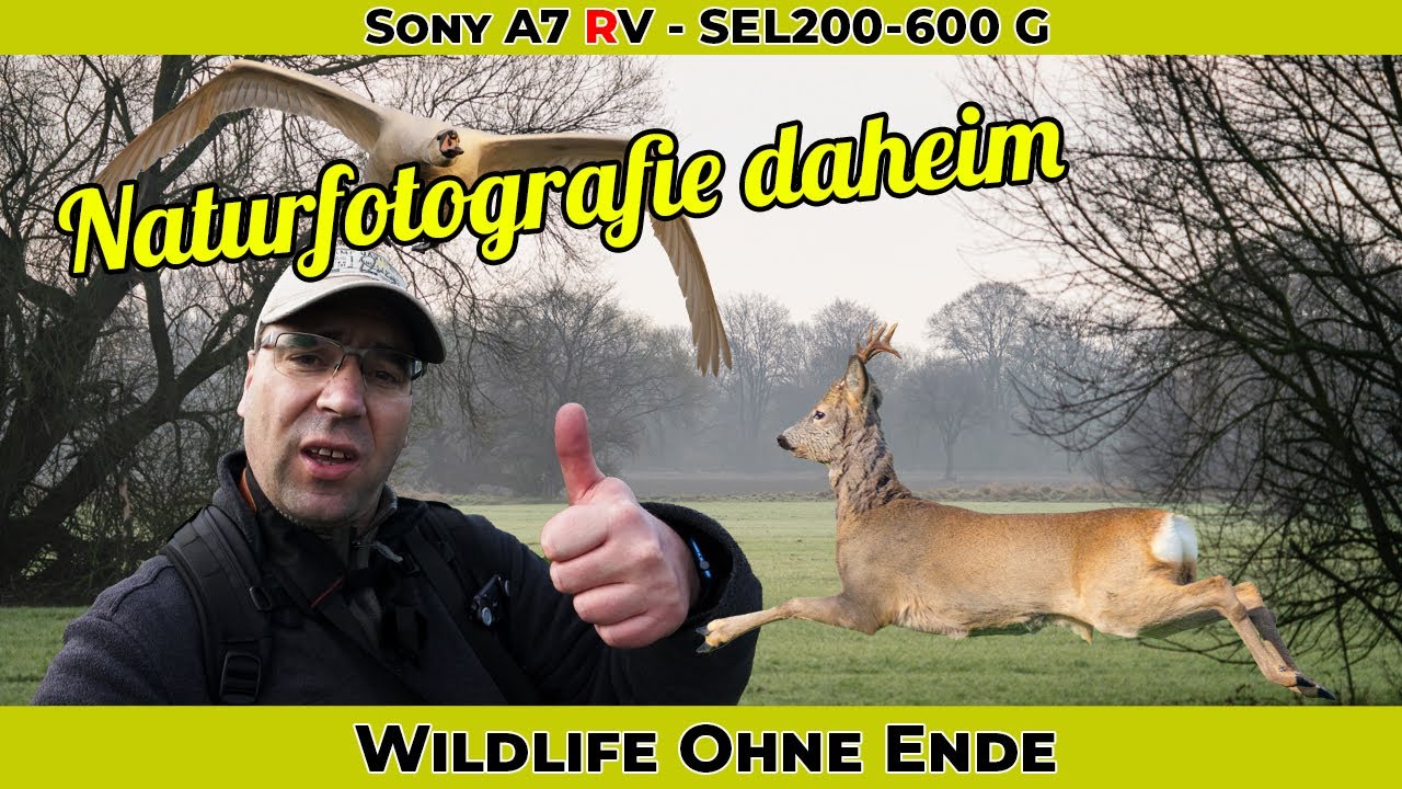 Naturfotografie - Wildlife und Vögel fotografieren vor der eigenen ...