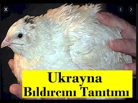 Orjinal Ukrayna Bıldırcını TANITIM
