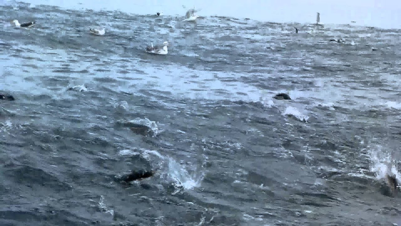 fish jumping - YouTube