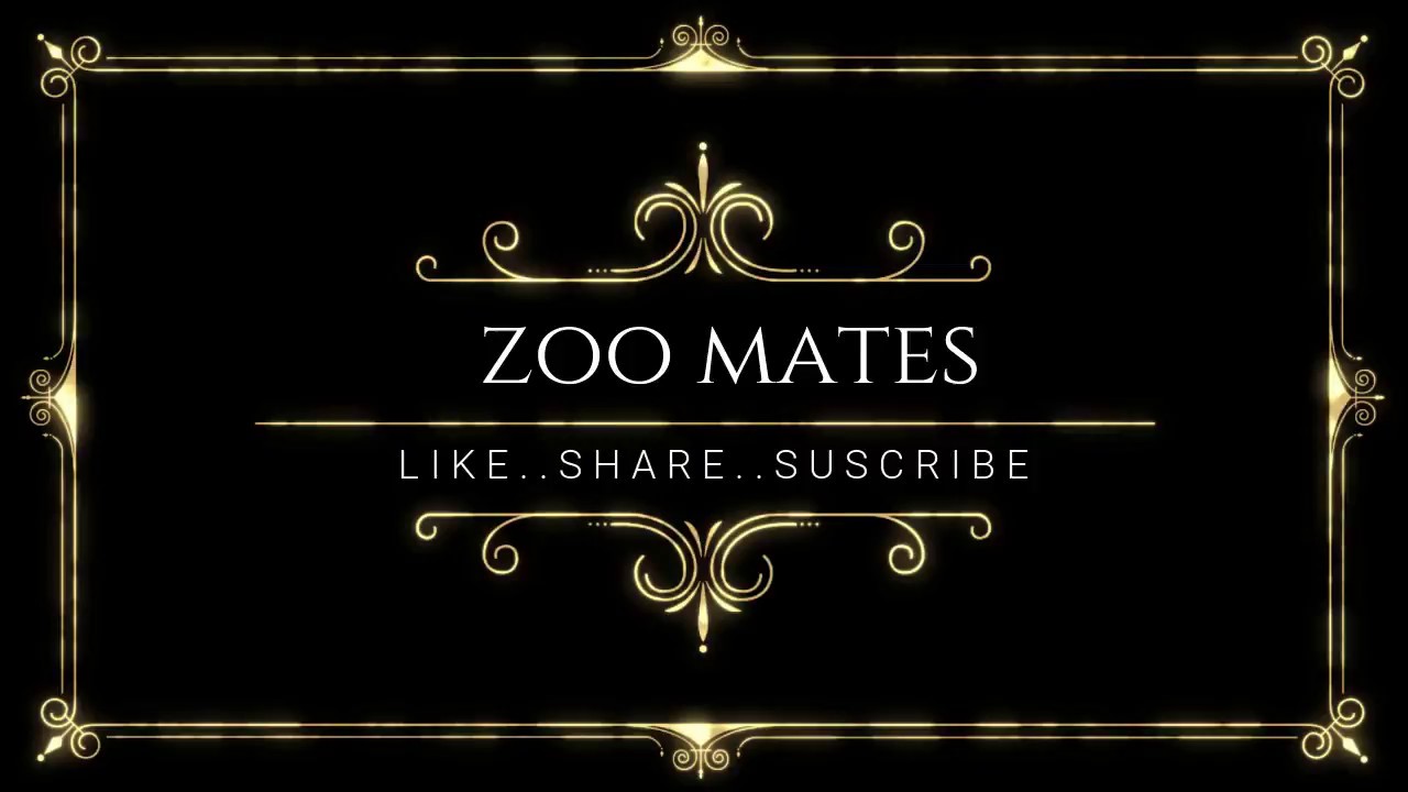 GYM LOVERS - ZOO MATES - YouTube