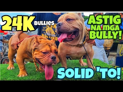 BOCAUE: ASTIG! 24K BULLIES | VENENO AMERICAN BULLY | DAGSA ANG MGA ...