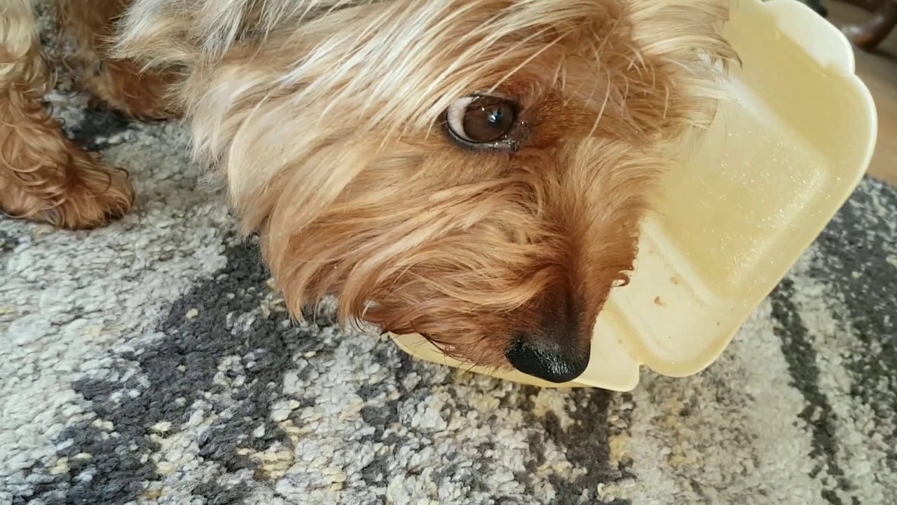 archie the mad yorkie takes no crap . - YouTube