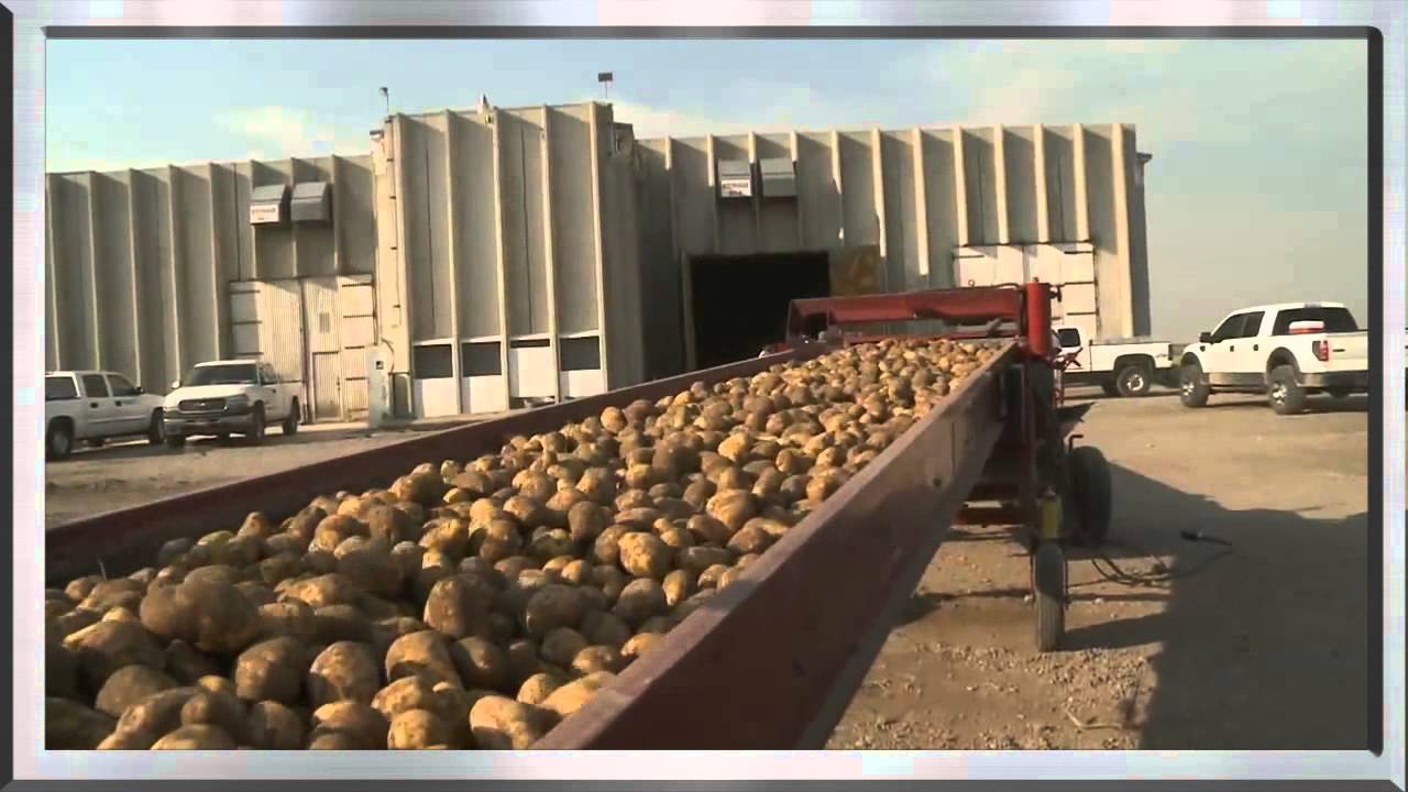 Spudnik Potato Storage Equipment by Evergreen Implement - YouTube