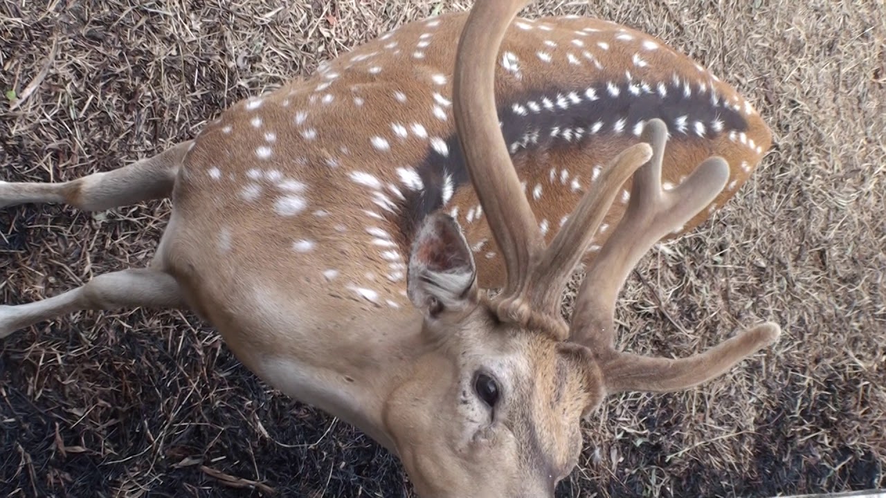 Mengenal Binatang - RUSA - YouTube