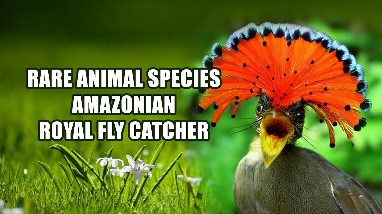 Rare Animal Species - Amazonian Royal Flycatcher (Crown Bird ...