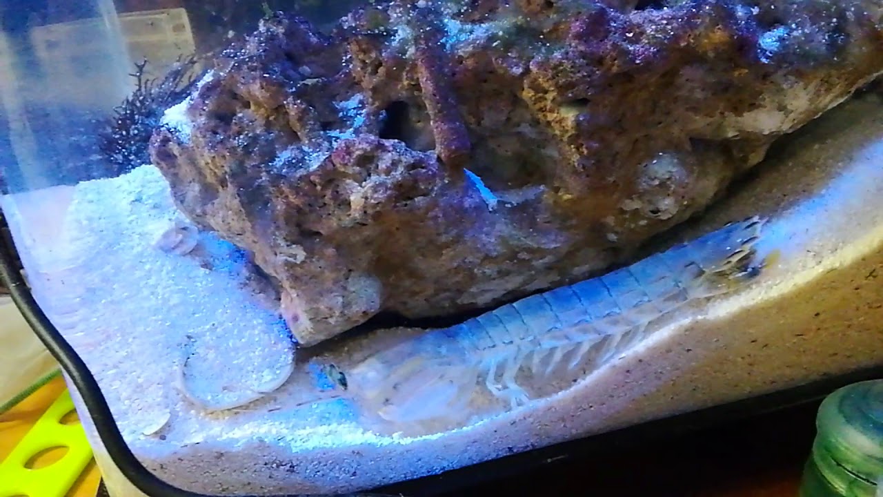mantis shrimp digging sand /모래파는 갯가재 - YouTube