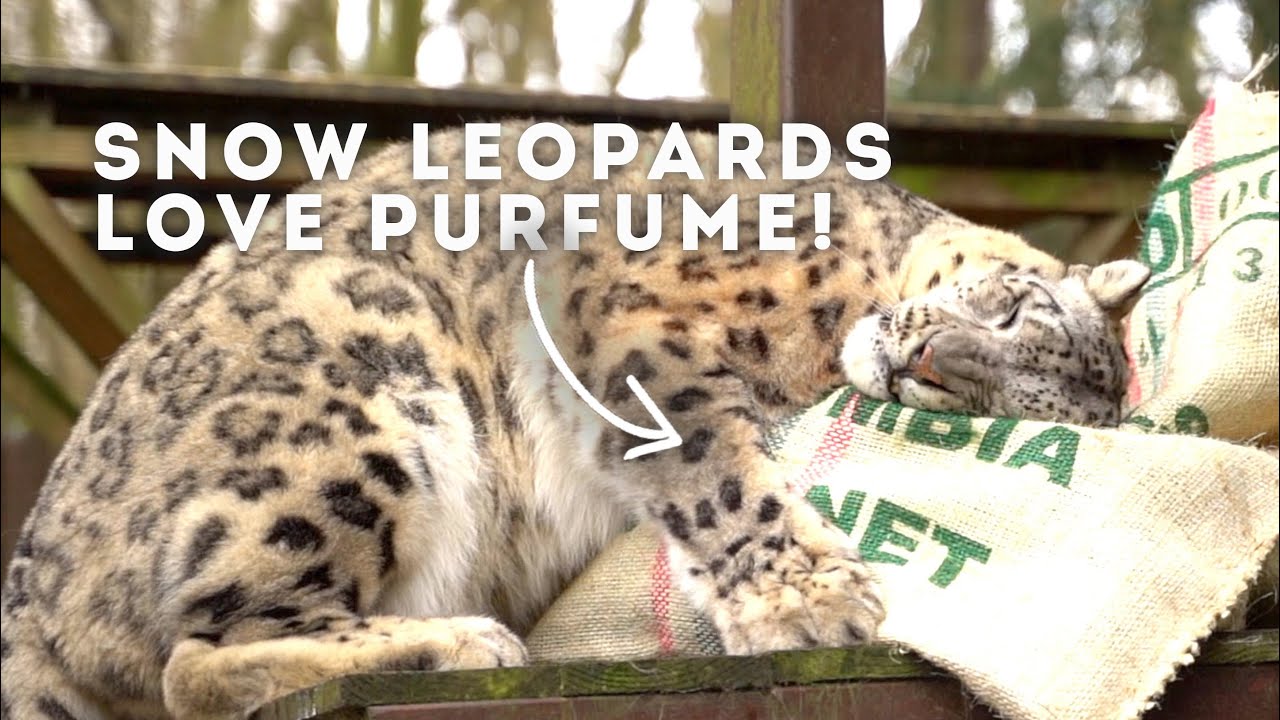 Snow Leopards Favourite Perfume! | Paradise Wildlife Park - YouTube